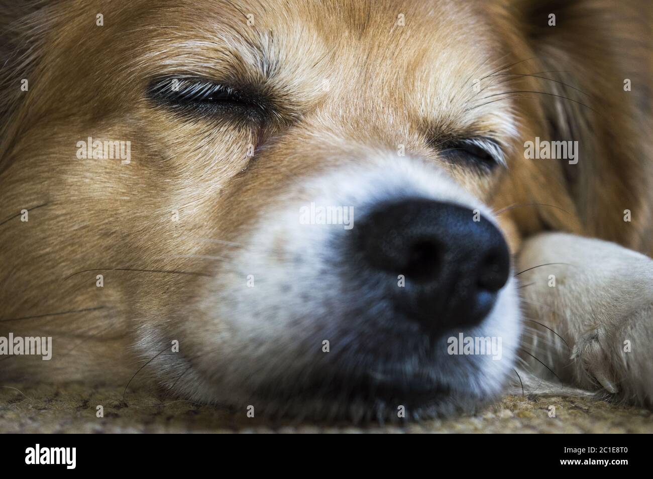 dog Sleeping and take some rest, dog sleeping and dreaming Stock Photo ...