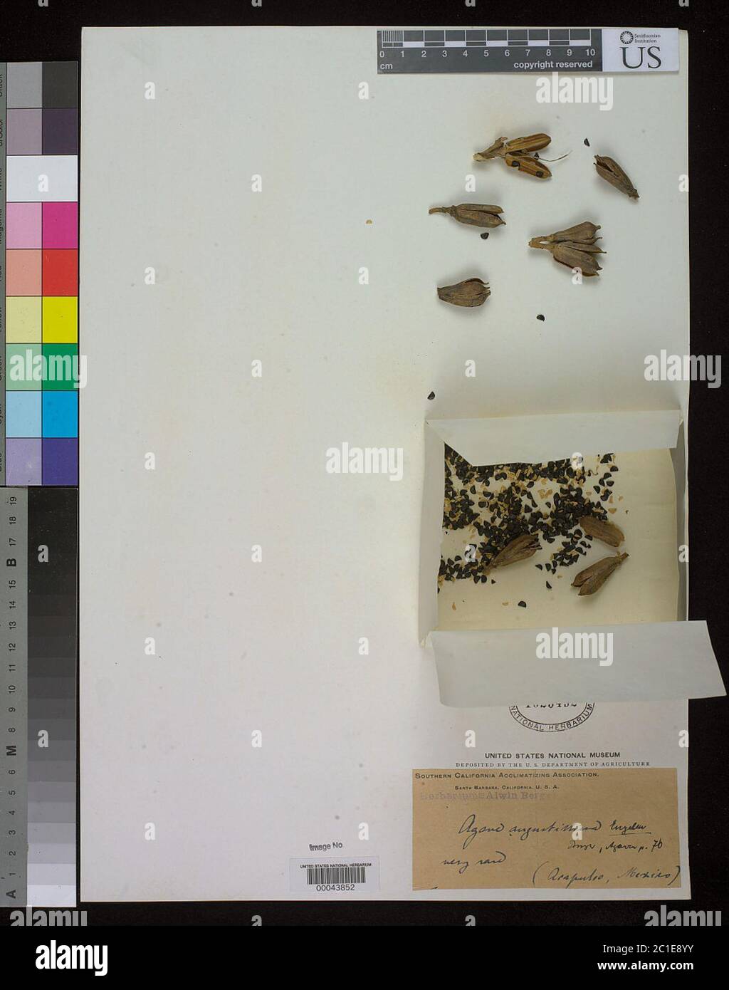 Agave colimana Gentry Agave colimana Gentry Stock Photo - Alamy