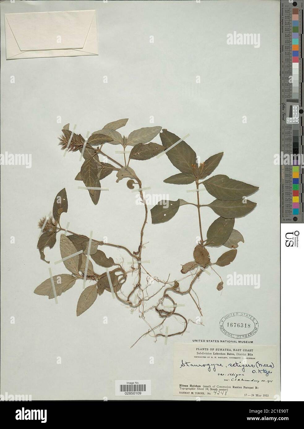 Staurogyne setigera Kuntze Staurogyne setigera Kuntze Stock Photo - Alamy