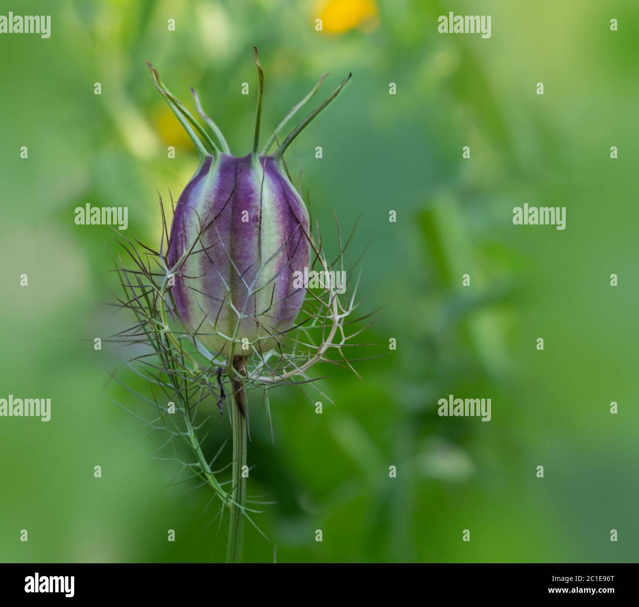 Damascene black cumin seed (Nigella damascena) seed pod Stock Photo - Alamy