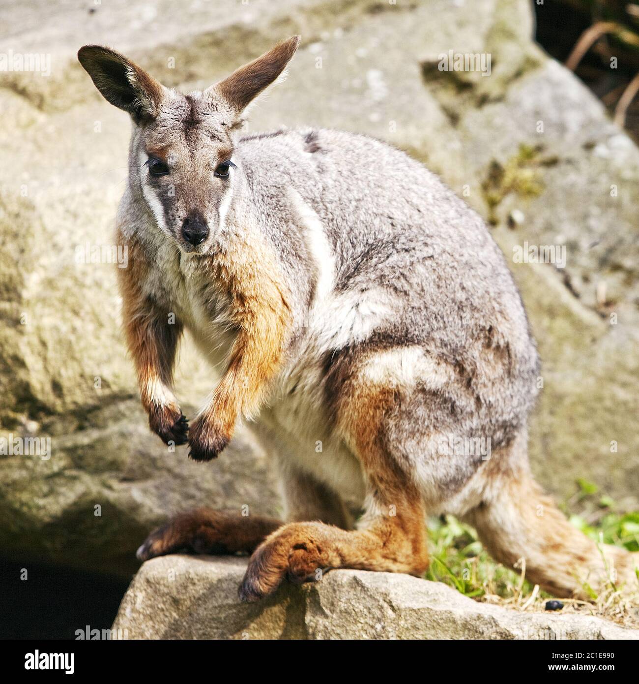 yellow-footed rock wallaby (Petrogale xanthopus), sitting on a rock ...