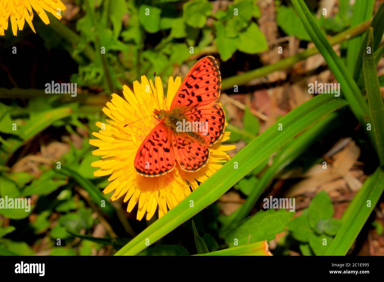 Beautiful leopard butterfly gathering nectar on a dandelion flower ...