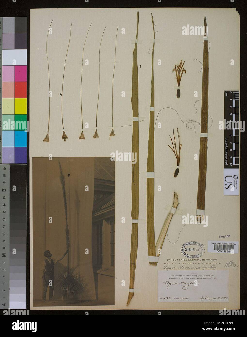 Agave colimana Gentry Agave colimana Gentry Stock Photo - Alamy