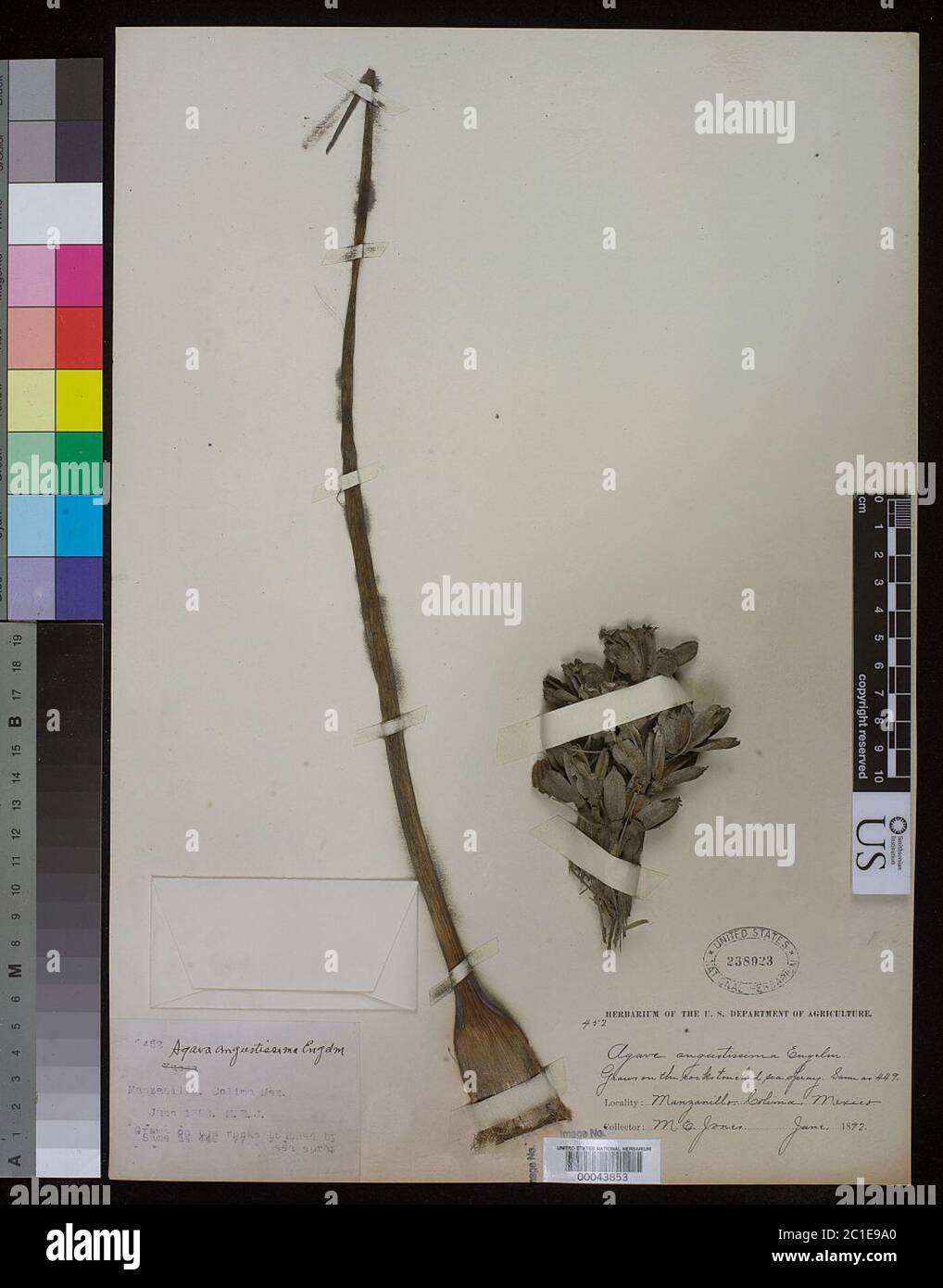 Agave colimana Gentry Agave colimana Gentry Stock Photo - Alamy