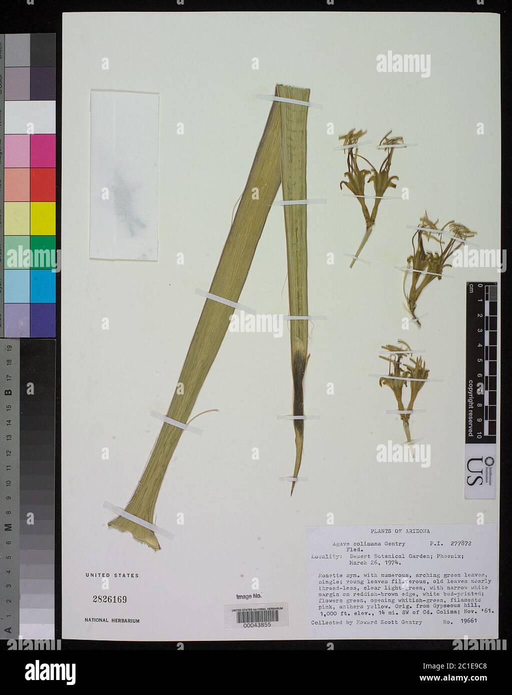 Agave colimana Gentry Agave colimana Gentry Stock Photo - Alamy