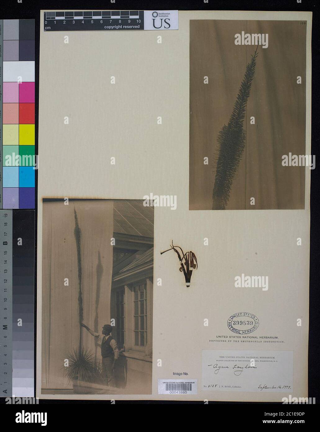 Agave colimana Gentry Agave colimana Gentry Stock Photo - Alamy