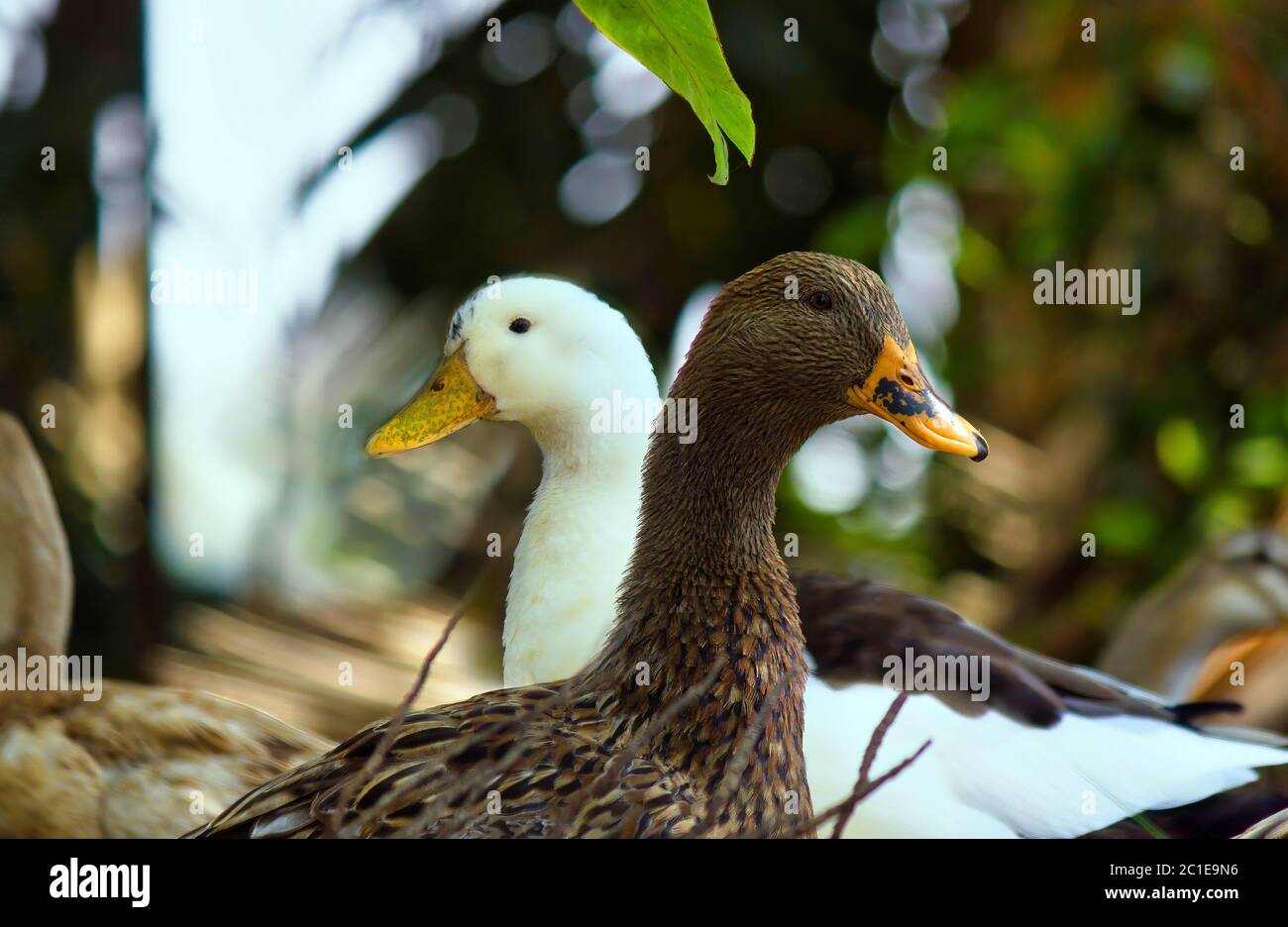 Male mallard duck captured hi-res stock photography and images - Alamy