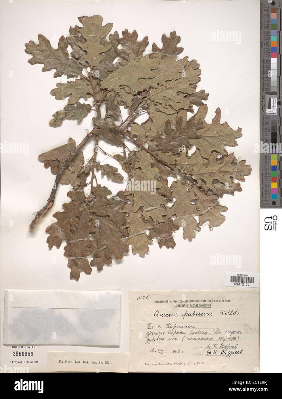 Quercus pubescens Quercus pubescens Stock Photo - Alamy