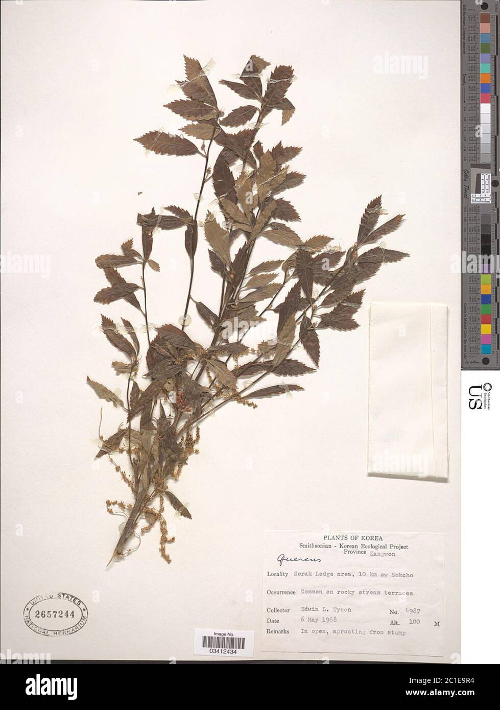 Quercus sp Quercus sp Stock Photo - Alamy