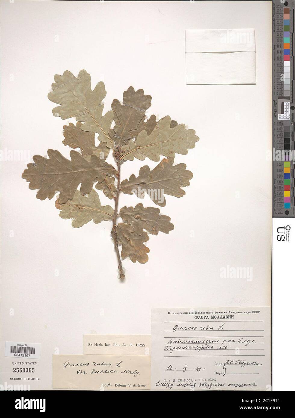 Quercus robur L Quercus robur L Stock Photo - Alamy