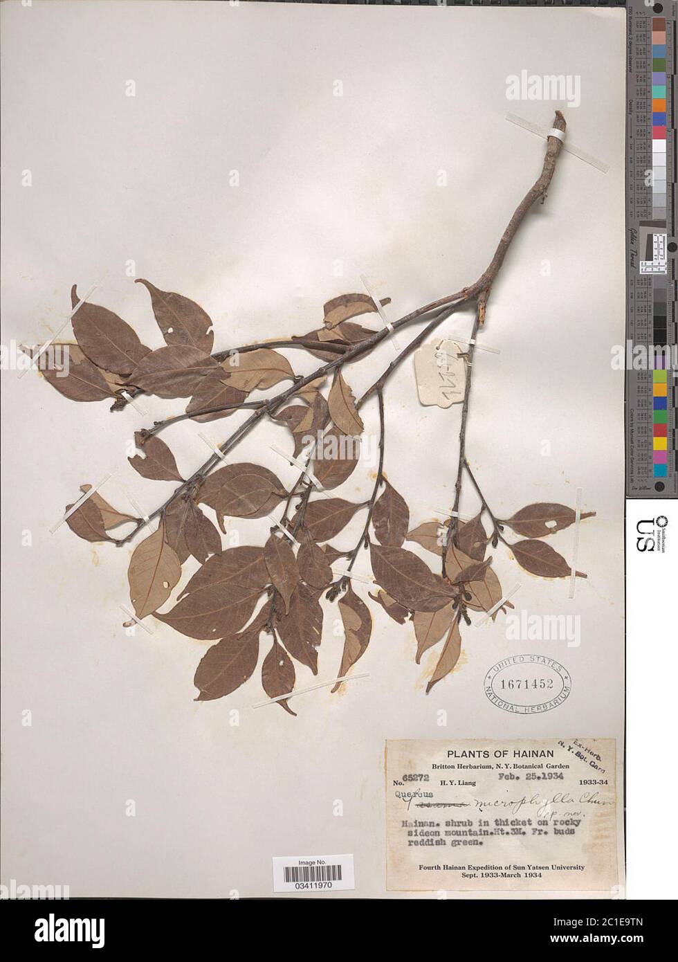 Quercus microphylla Ne Quercus microphylla Ne Stock Photo - Alamy
