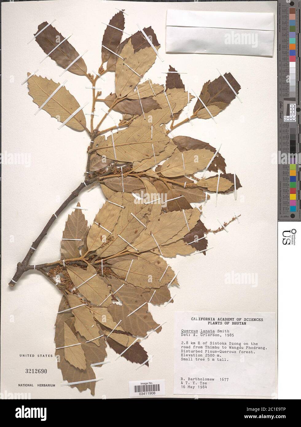 Quercus lanata hi-res stock photography and images - Alamy