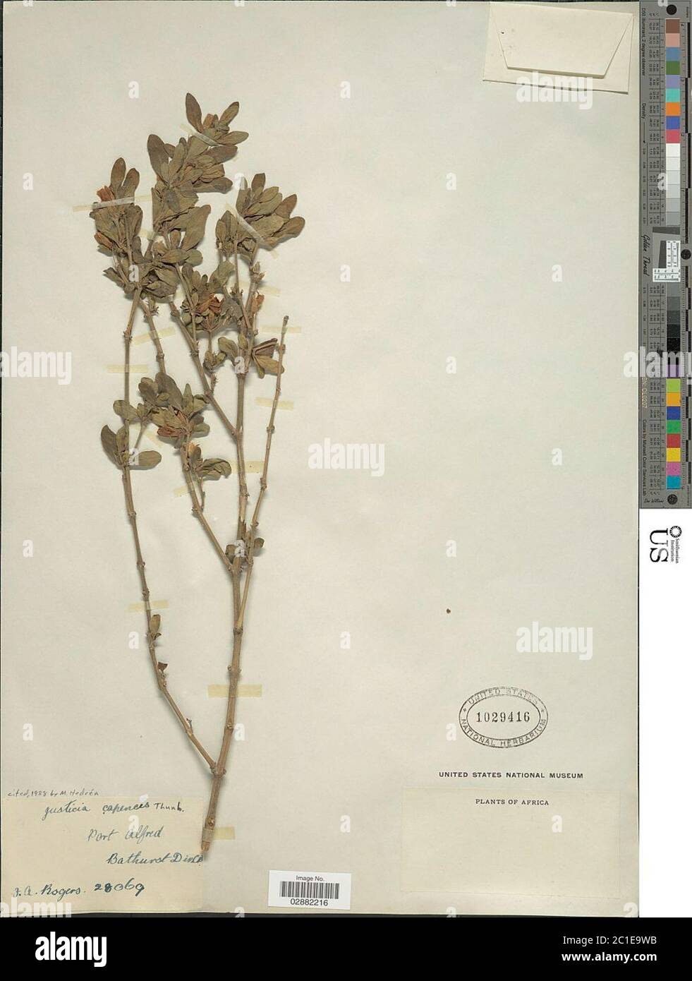 Capensis thunb hi-res stock photography and images - Alamy