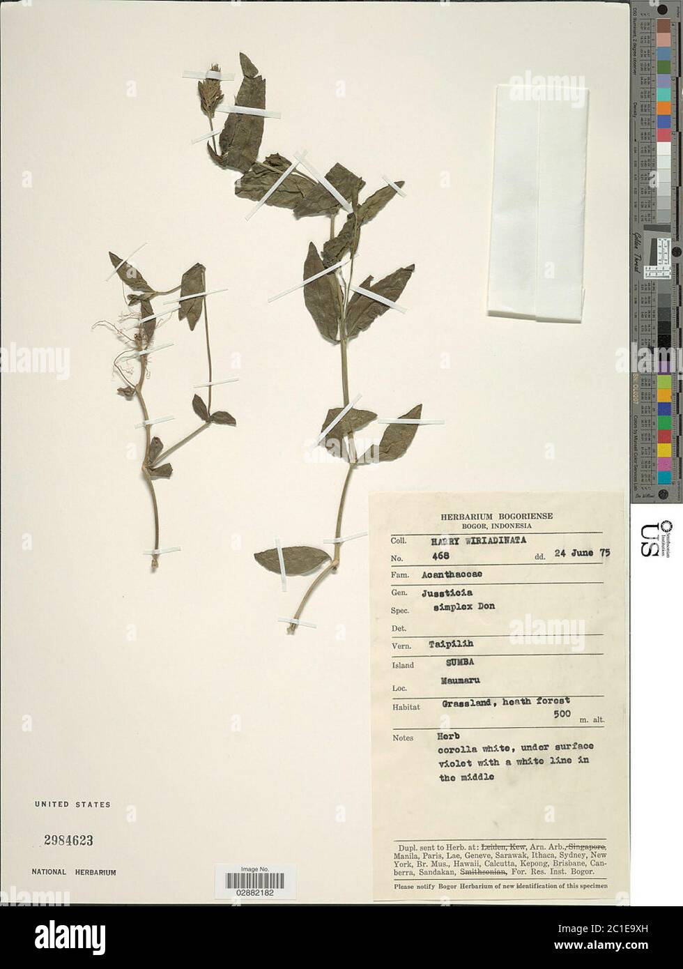 Justicia simplex D Don Justicia simplex D Don Stock Photo - Alamy