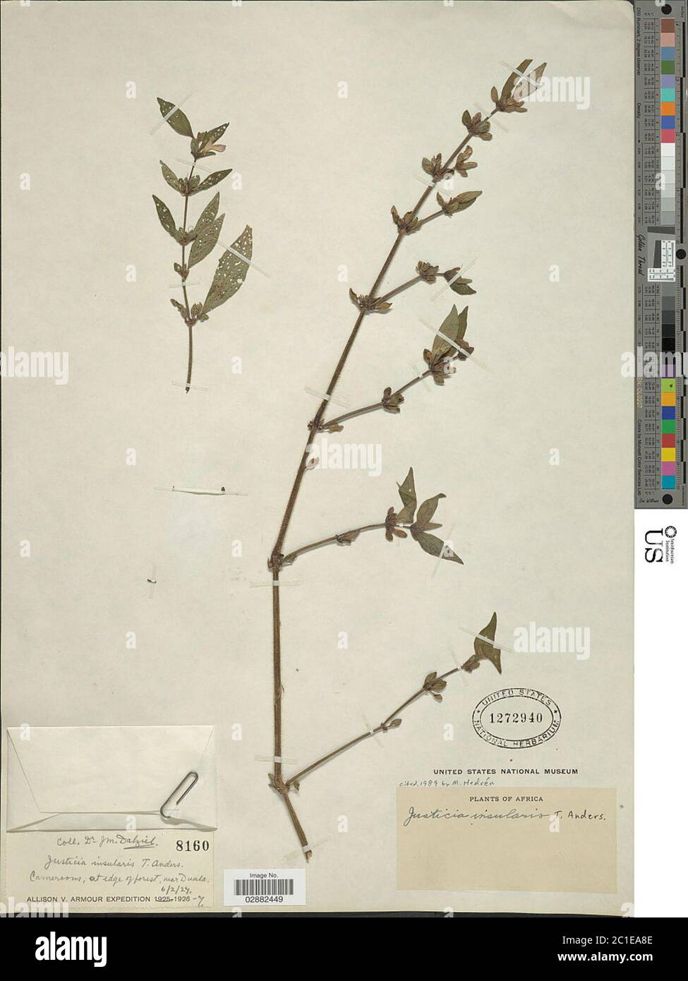 Justicia insularis T Anderson Justicia insularis T Anderson Stock Photo ...