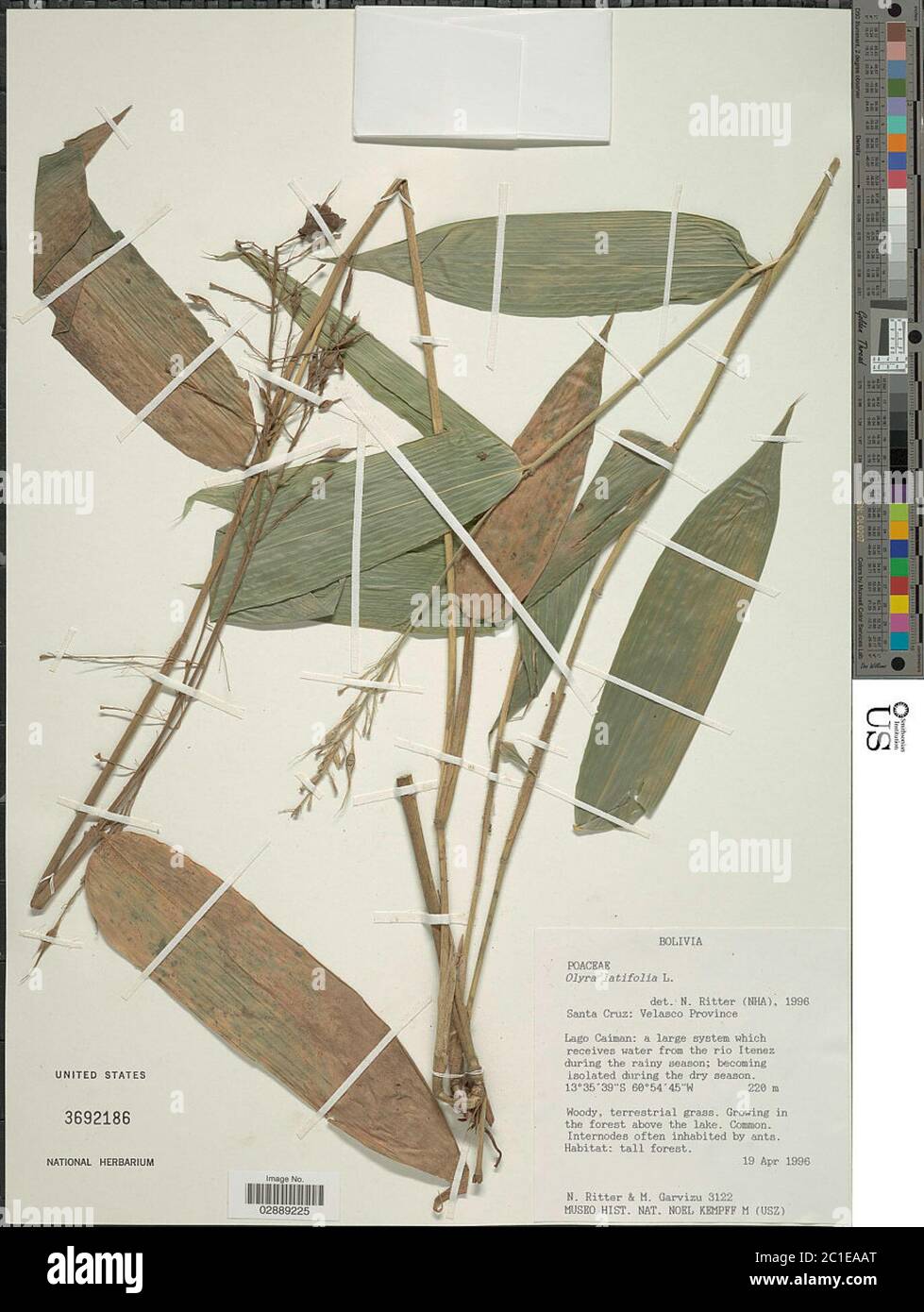 Olyra latifolia hi-res stock photography and images - Alamy