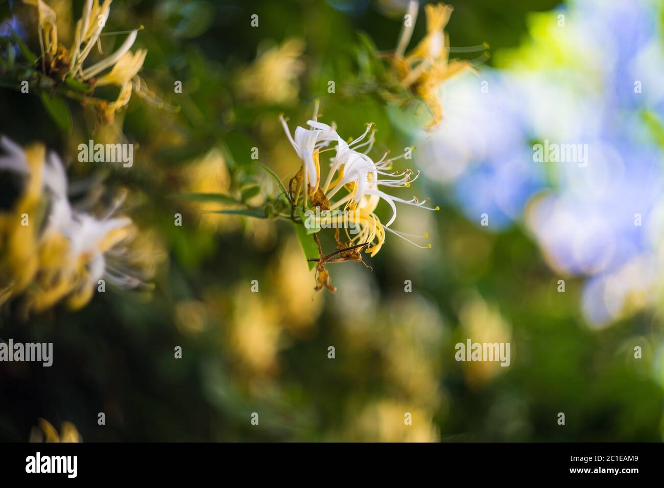 Creep of flowers hi-res stock photography and images - Alamy