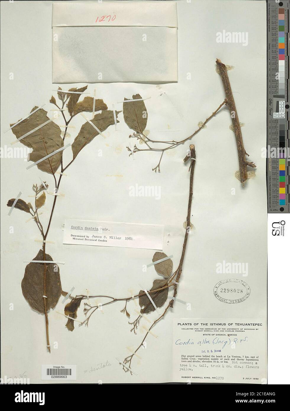 Cordia dentata hi-res stock photography and images - Alamy