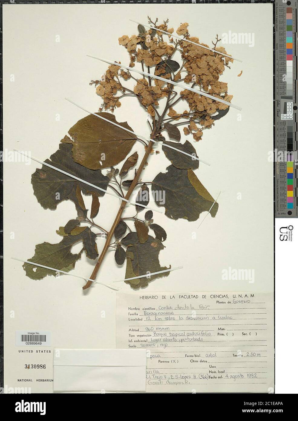 Cordia dentata hi-res stock photography and images - Alamy