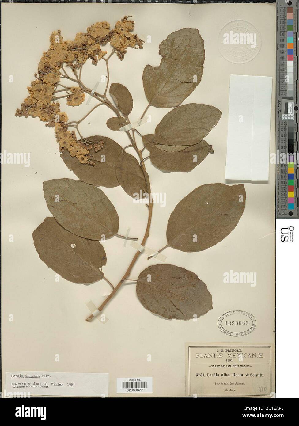 Cordia dentata hi-res stock photography and images - Alamy