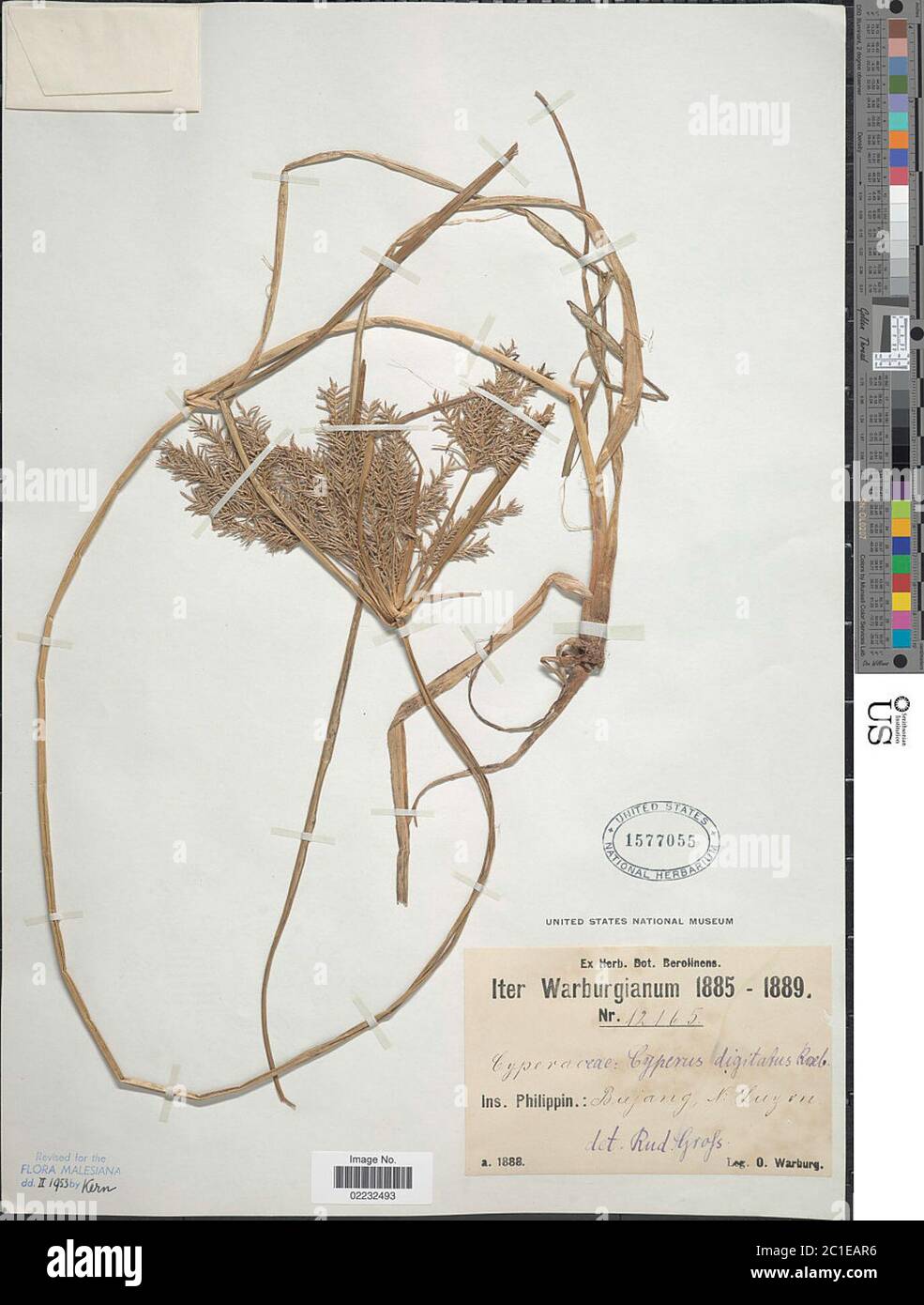 Digitatus hi-res stock photography and images - Alamy