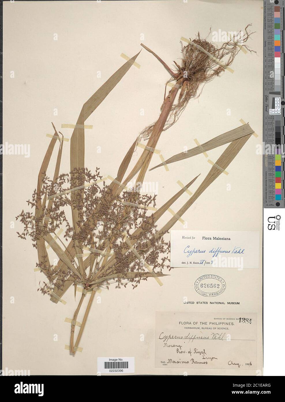 Cyperus diffusus Vahl Cyperus diffusus Vahl Stock Photo - Alamy