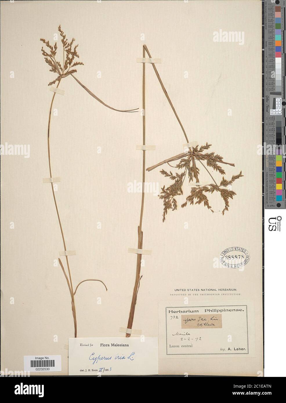 Cyperus iria L Cyperus iria L Stock Photo - Alamy