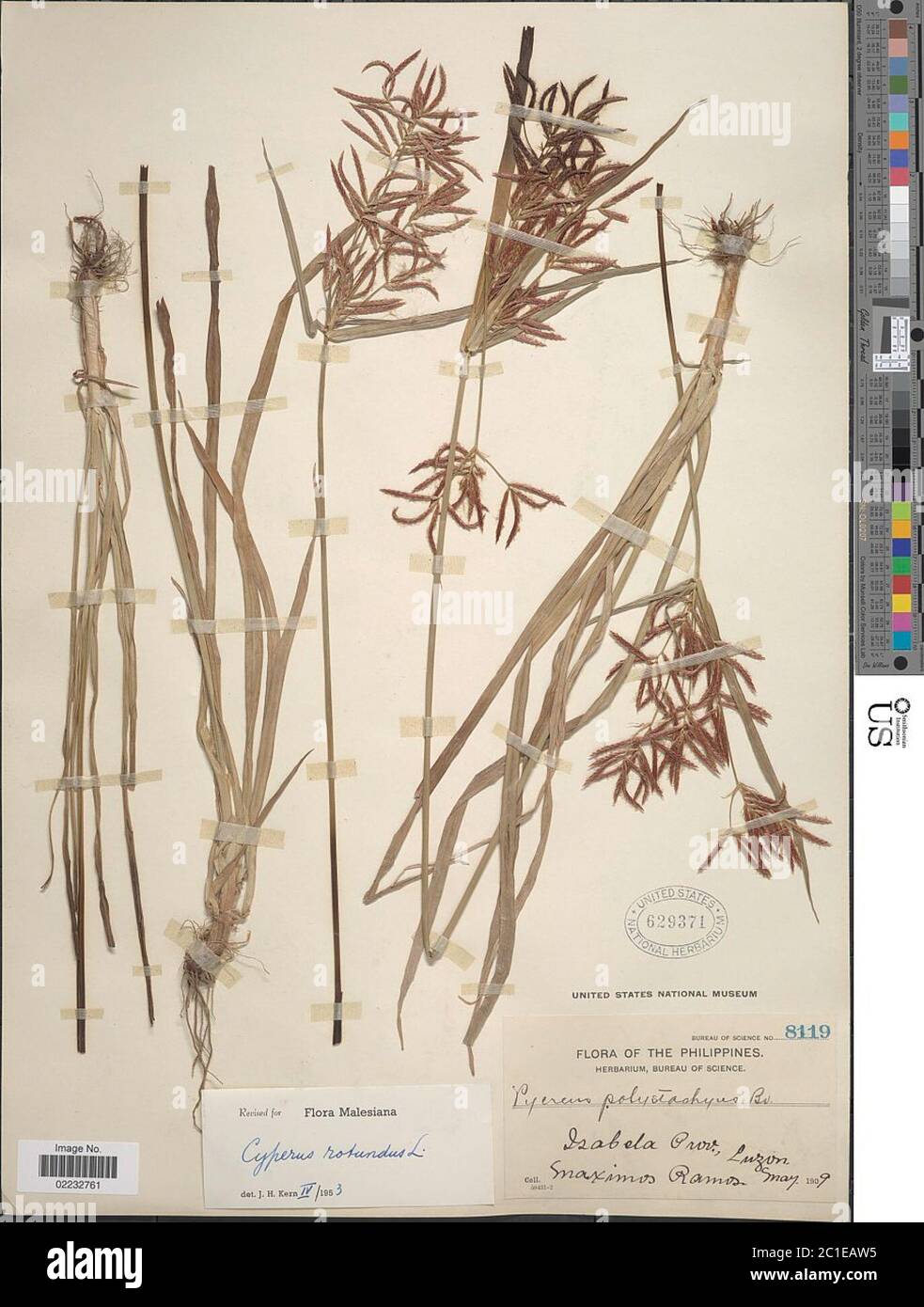 Cyperus rotundus L Cyperus rotundus L Stock Photo - Alamy