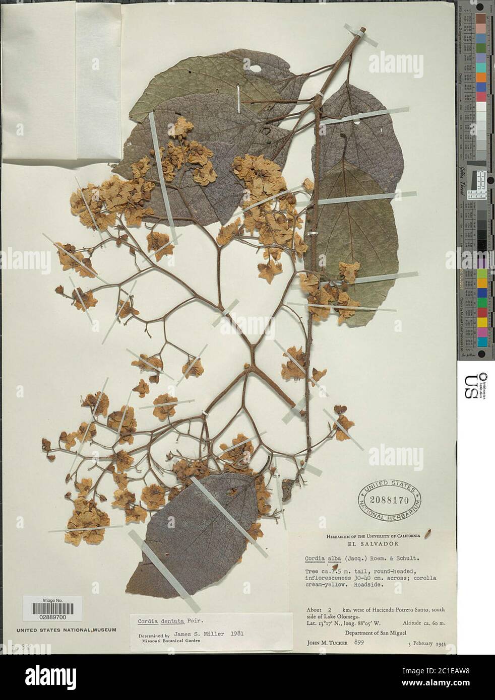 Cordia dentata hi-res stock photography and images - Alamy