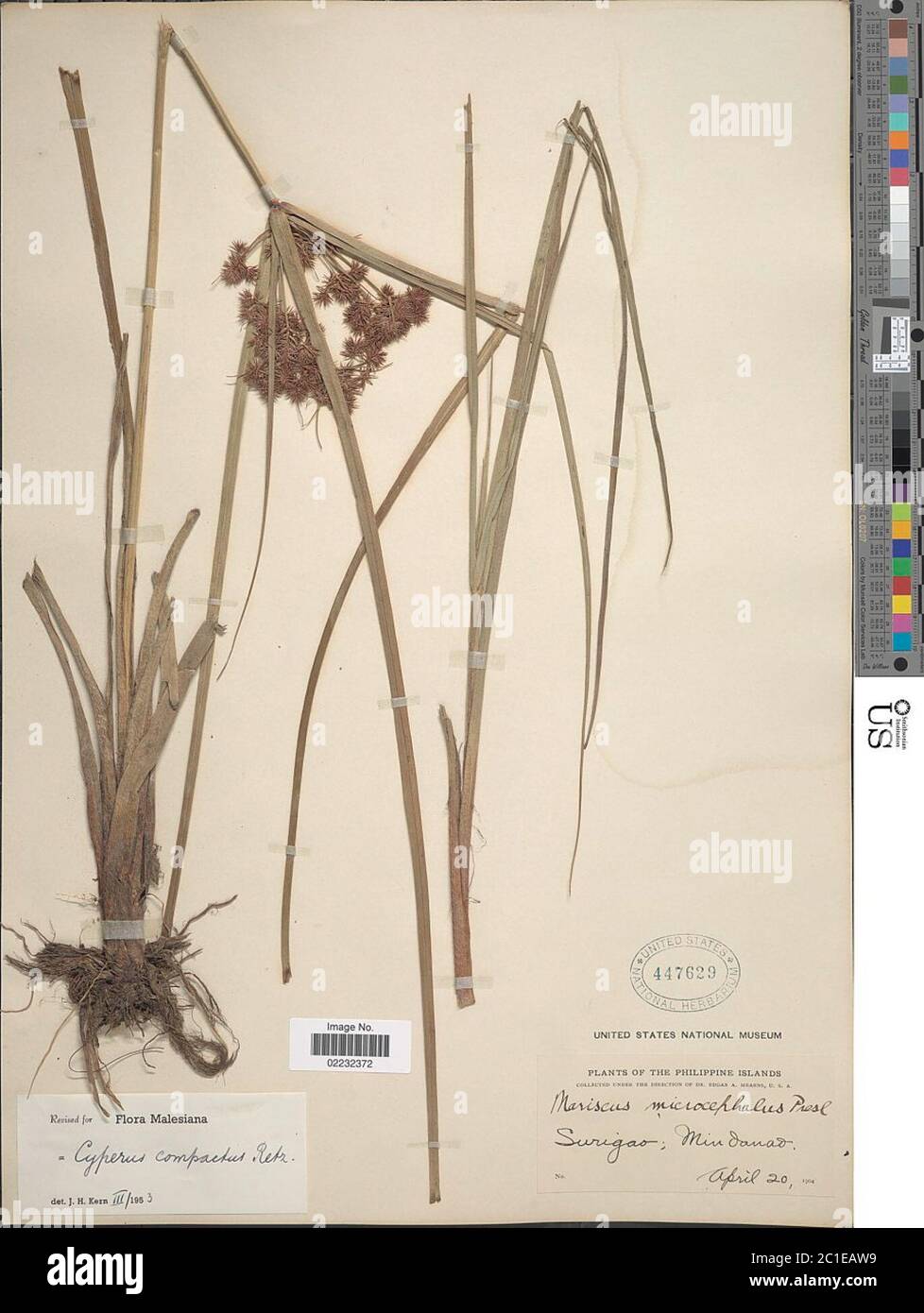 Cyperus compactus hi-res stock photography and images - Alamy
