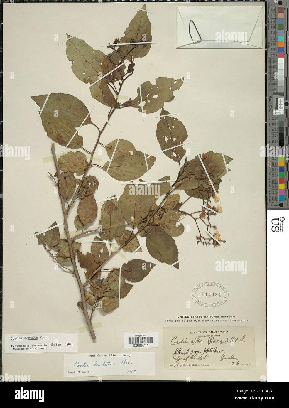 Cordia dentata hi-res stock photography and images - Alamy