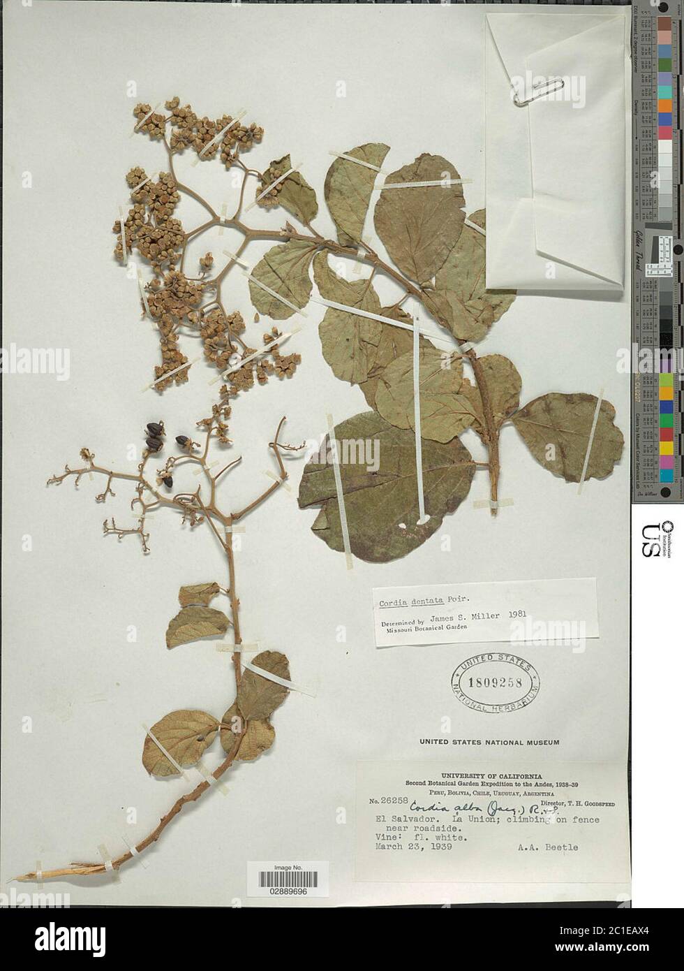 Cordia dentata hi-res stock photography and images - Alamy