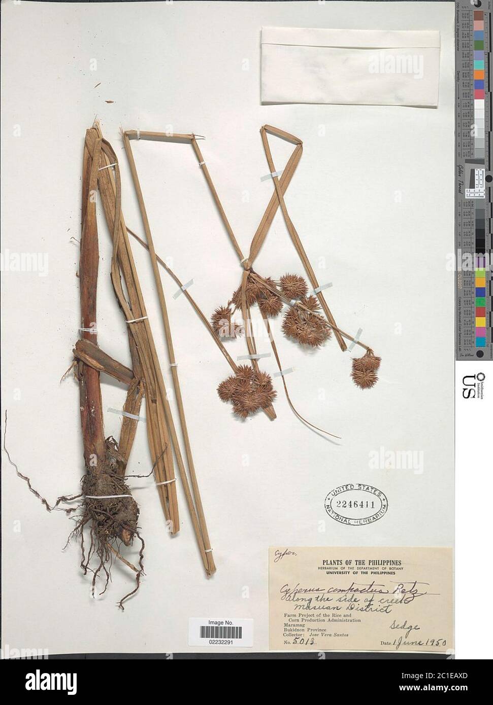 Cyperus compactus Retz Cyperus compactus Retz Stock Photo - Alamy