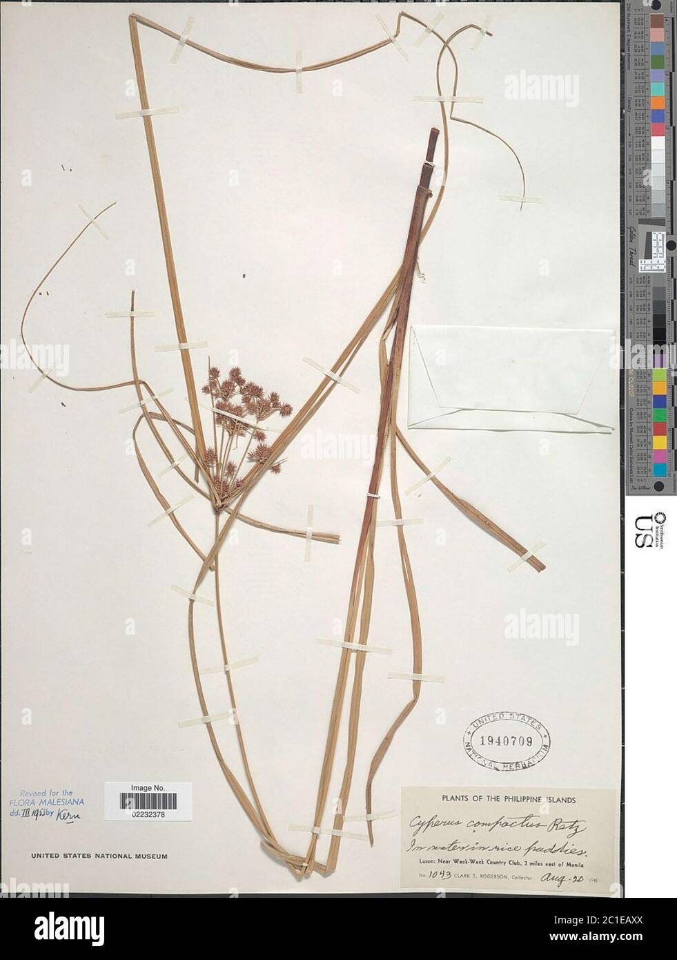 Cyperus compactus Retz Cyperus compactus Retz Stock Photo - Alamy