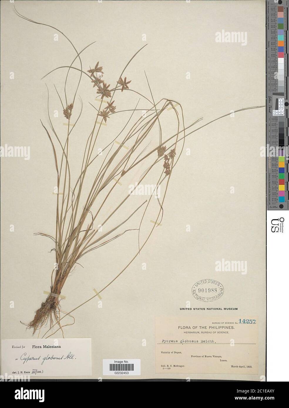 Cyperus globosus Forssk Cyperus globosus Forssk Stock Photo - Alamy