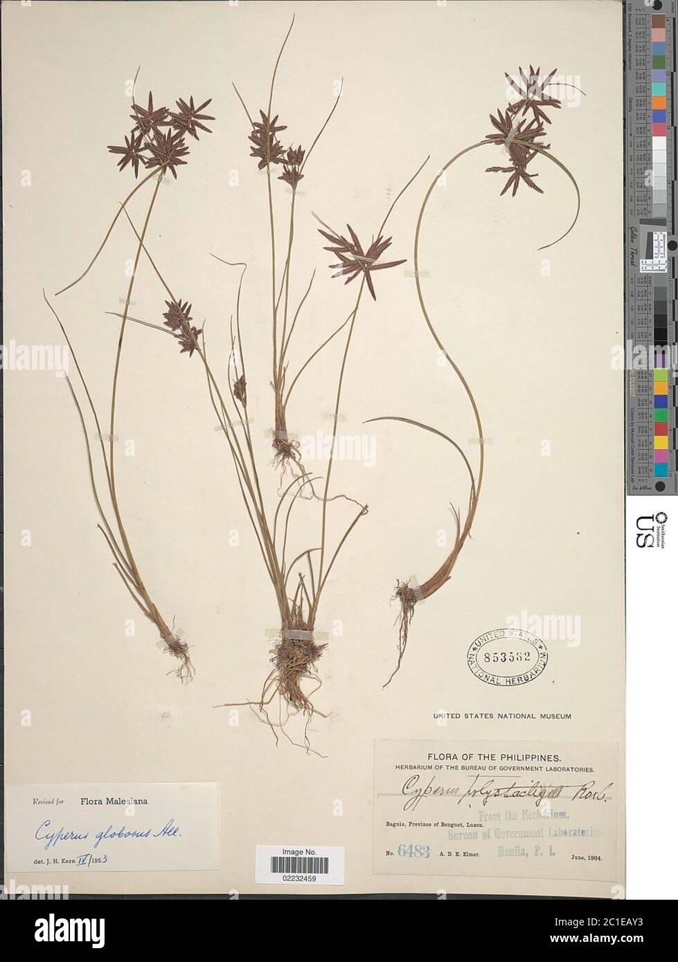 Cyperus globosus Forssk Cyperus globosus Forssk Stock Photo - Alamy