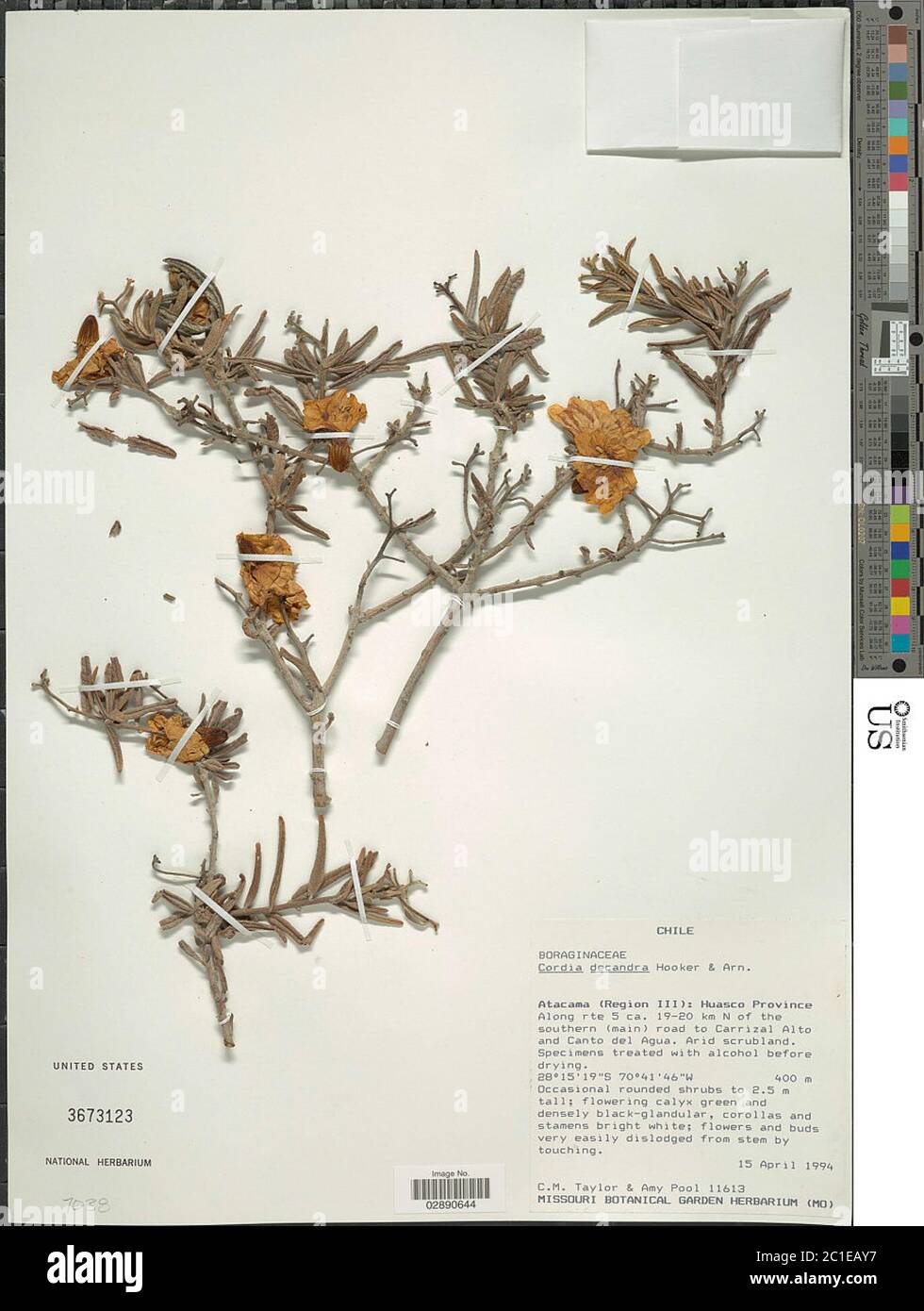 Cordia decandra Hook Arn Cordia decandra Hook Arn Stock Photo - Alamy