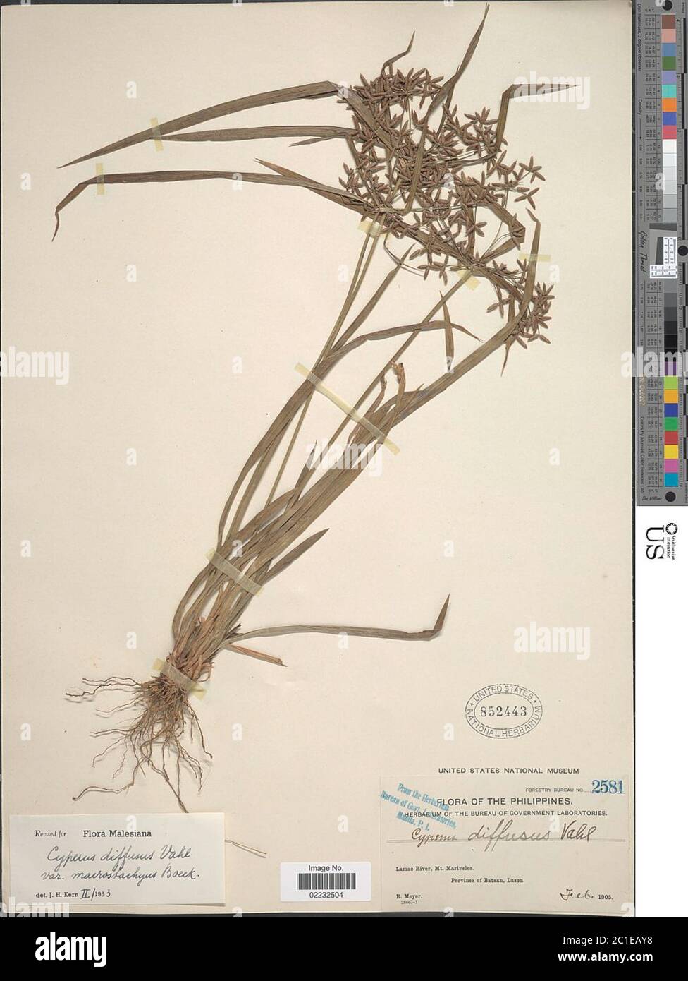 Cyperus diffusus Vahl Cyperus diffusus Vahl Stock Photo - Alamy