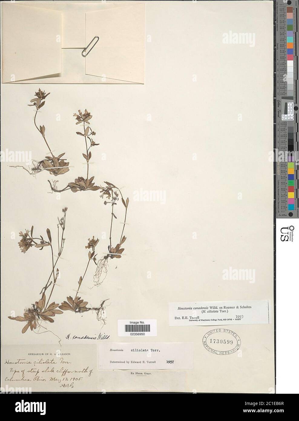 Houstonia canadensis hi-res stock photography and images - Alamy