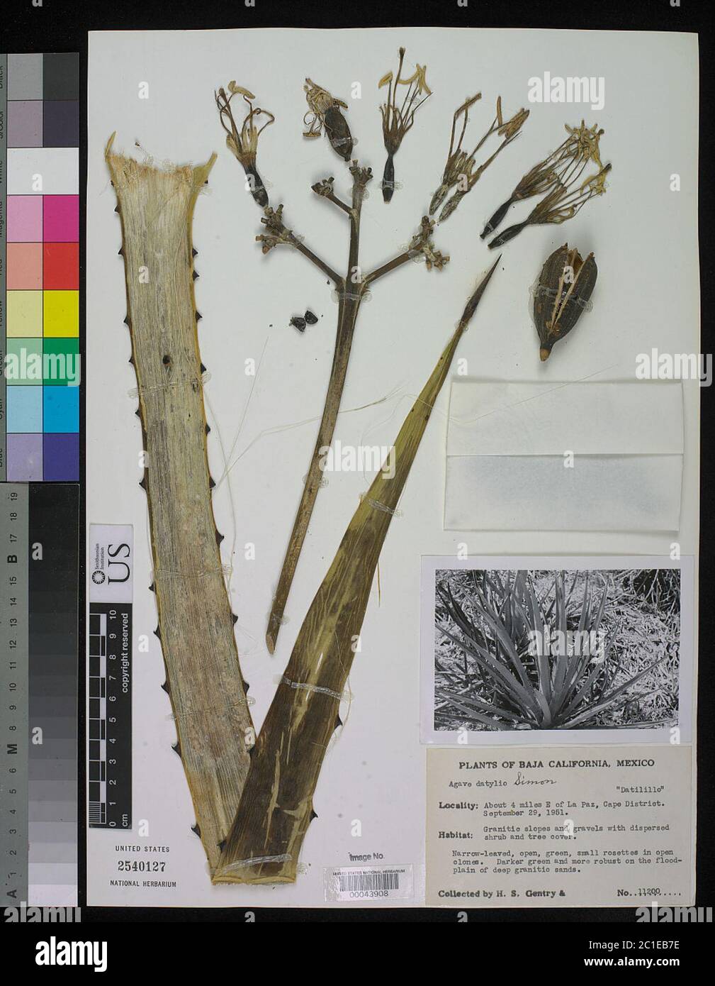 Agave datylio Agave datylio Stock Photo - Alamy