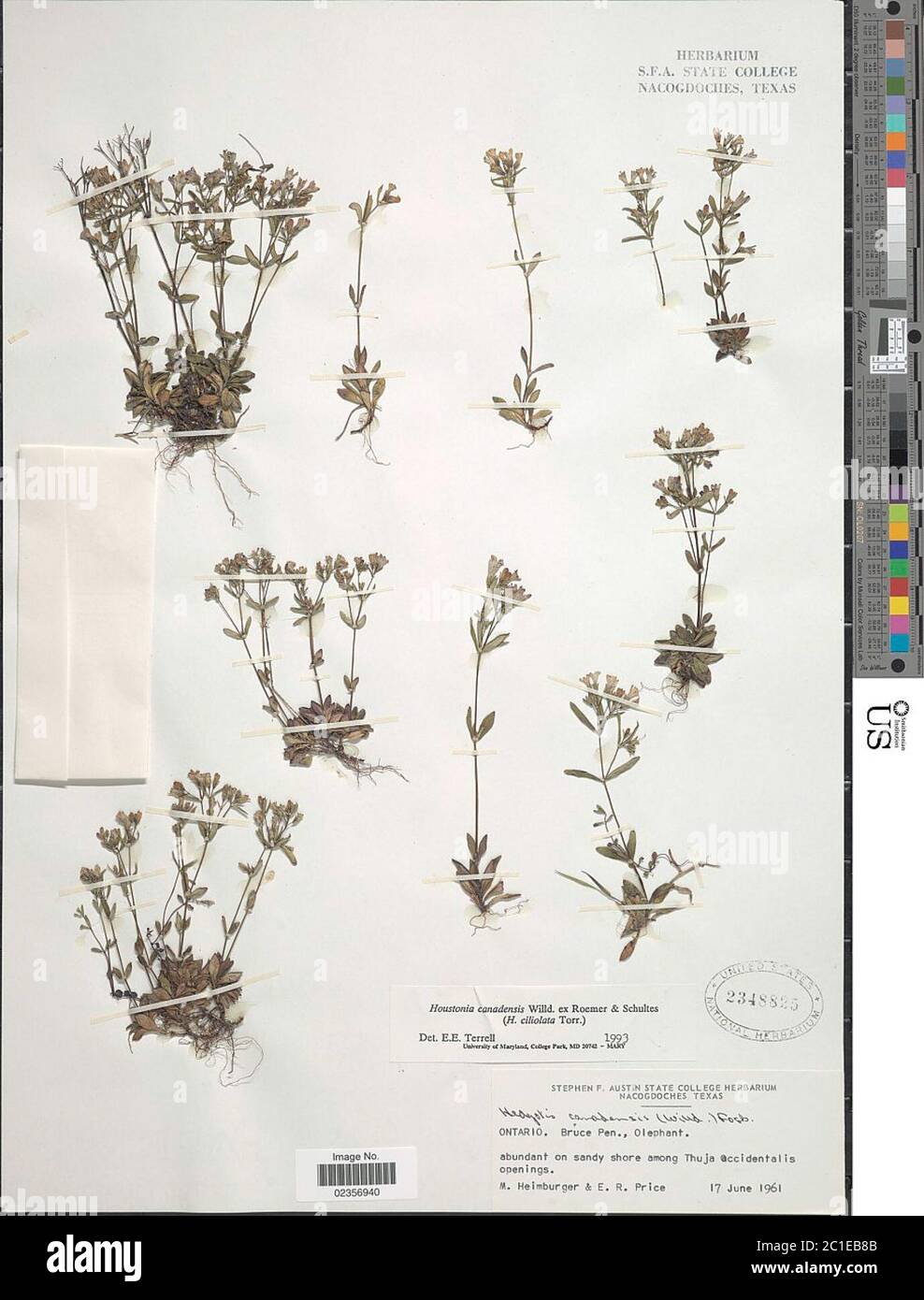 Houstonia canadensis Houstonia canadensis Stock Photo - Alamy