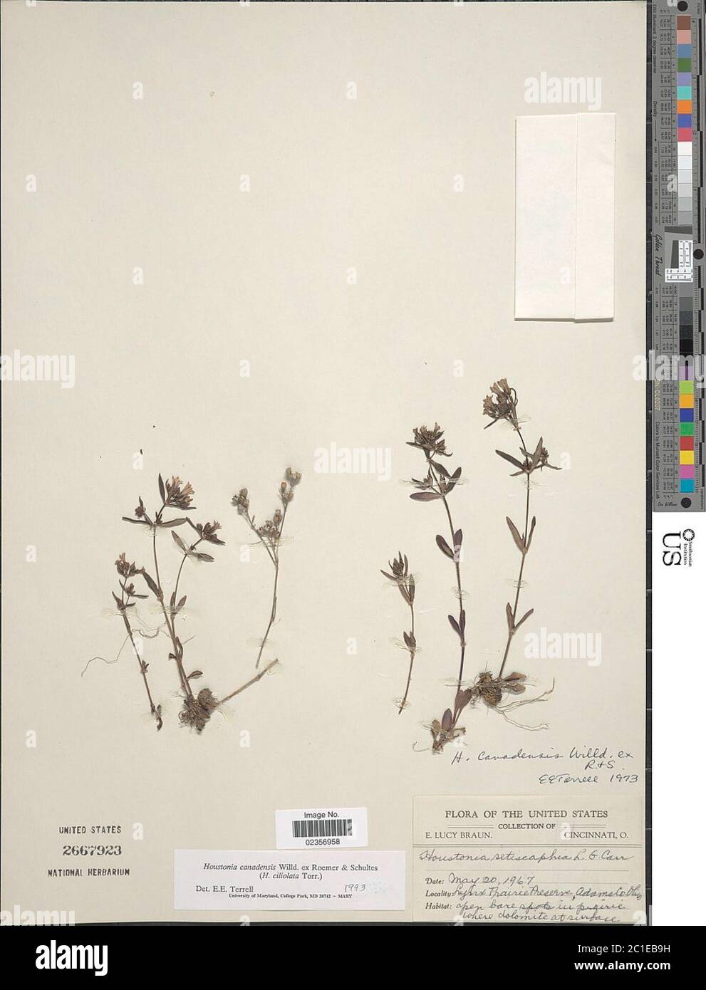 Houstonia canadensis hi-res stock photography and images - Alamy