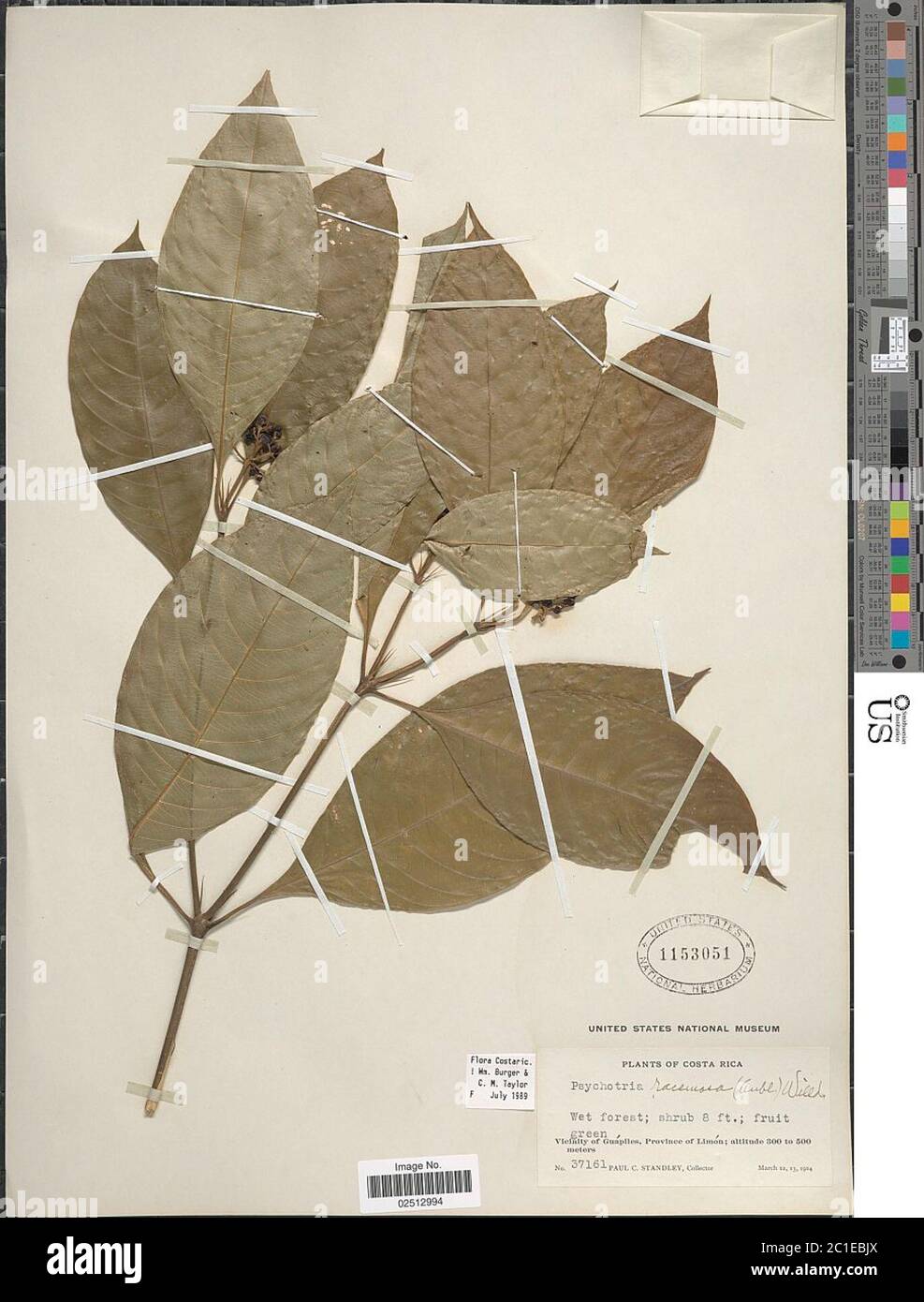 Psychotria racemosa Rich Psychotria racemosa Rich Stock Photo - Alamy