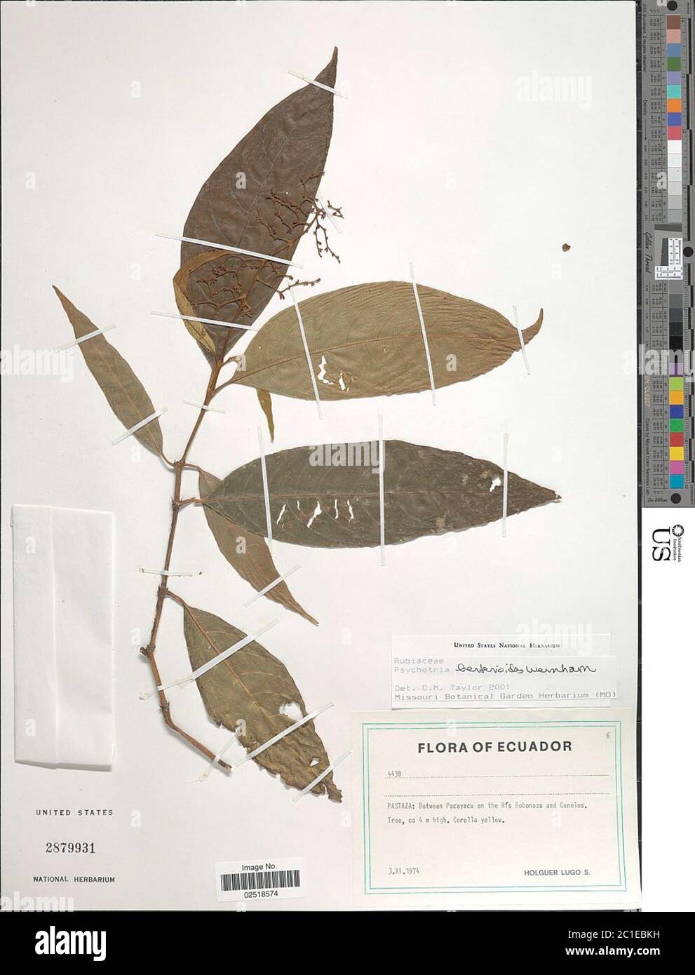 Psychotria bertieroides Wernham Psychotria bertieroides Wernham Stock Photo - Alamy