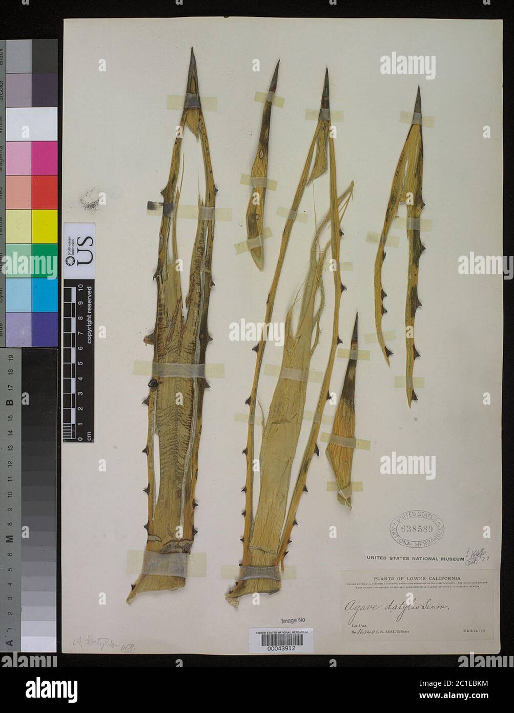 Agave datylio Agave datylio Stock Photo - Alamy