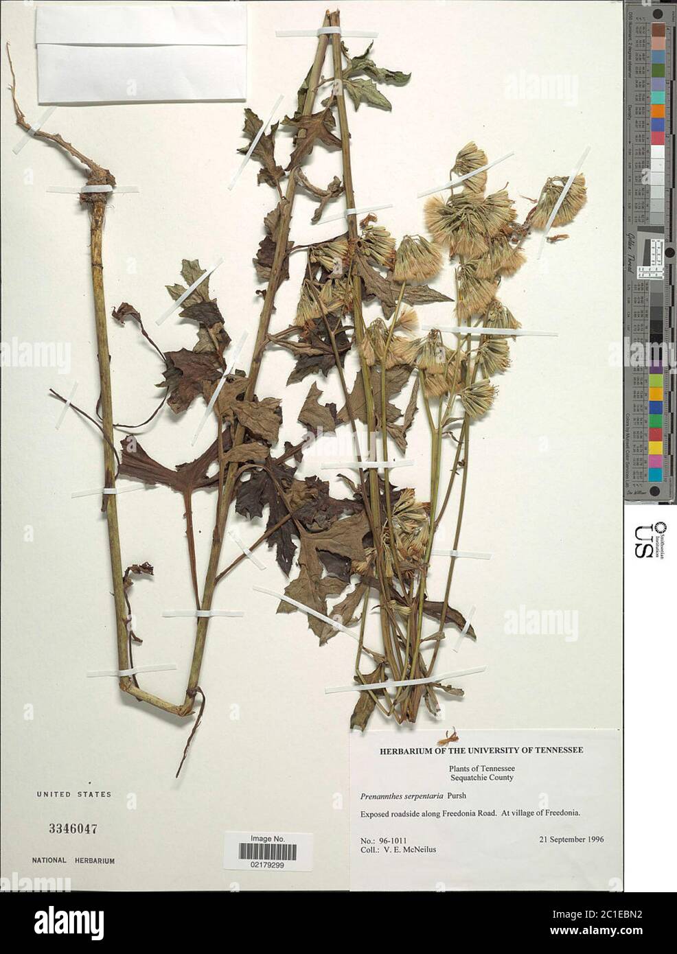 Prenanthes serpentaria Prenanthes serpentaria Stock Photo - Alamy