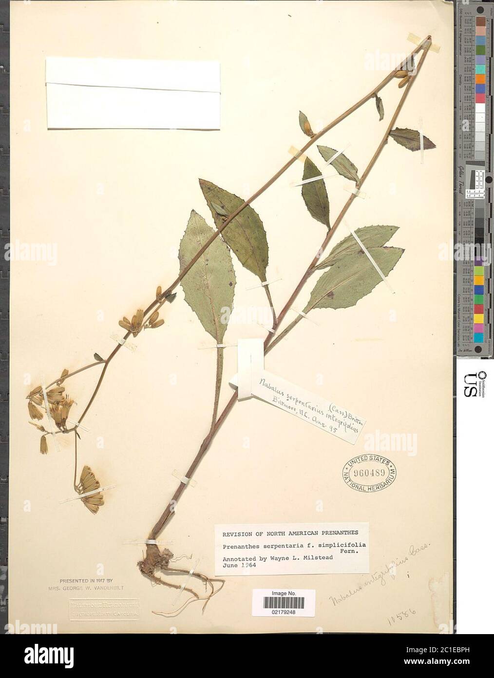 Prenanthes serpentaria Prenanthes serpentaria Stock Photo - Alamy