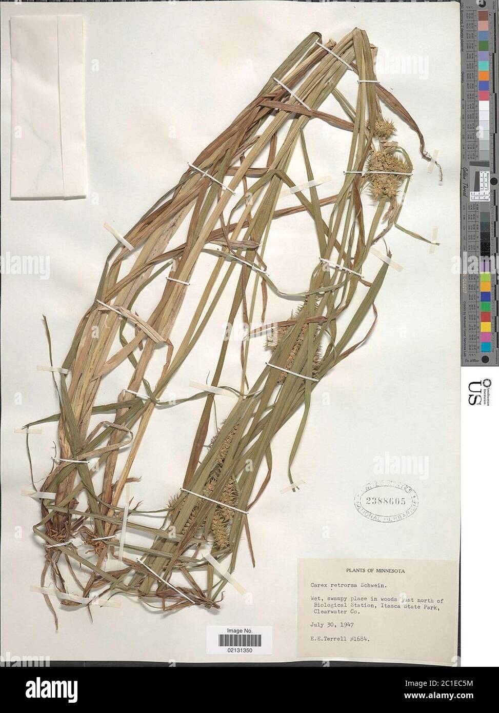 Carex retrorsa Schwein Carex retrorsa Schwein Stock Photo - Alamy