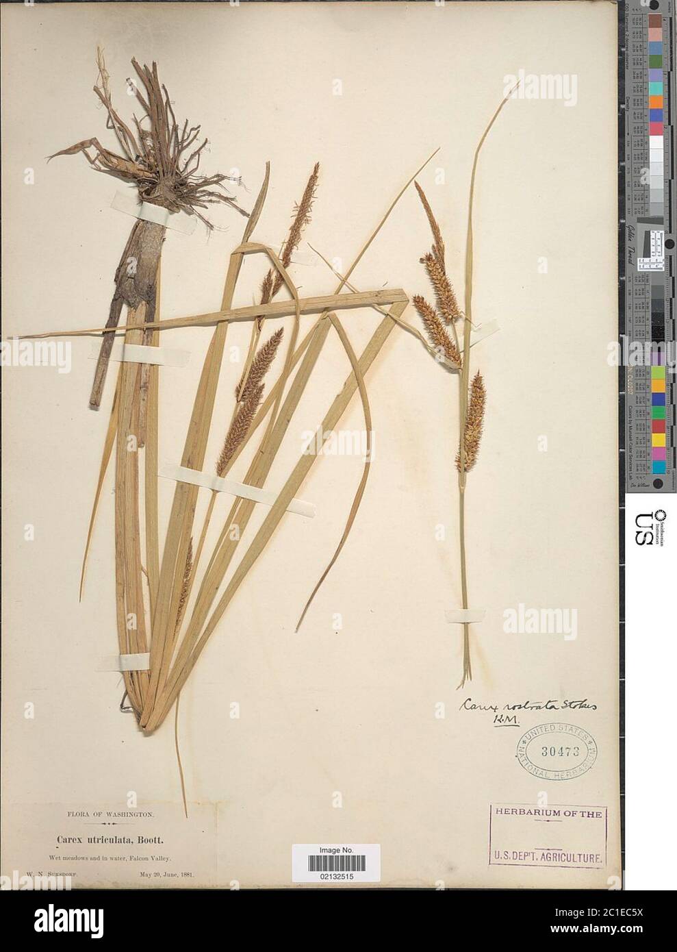 Carex rostrata Stokes Carex rostrata Stokes Stock Photo - Alamy