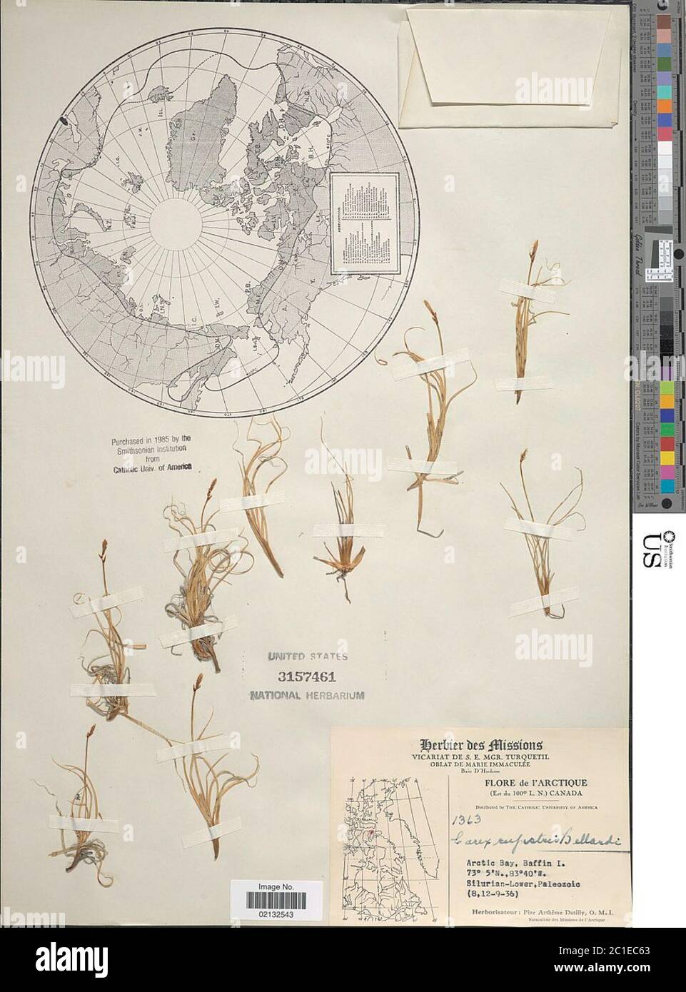 Carex rupestris All Carex rupestris All Stock Photo - Alamy